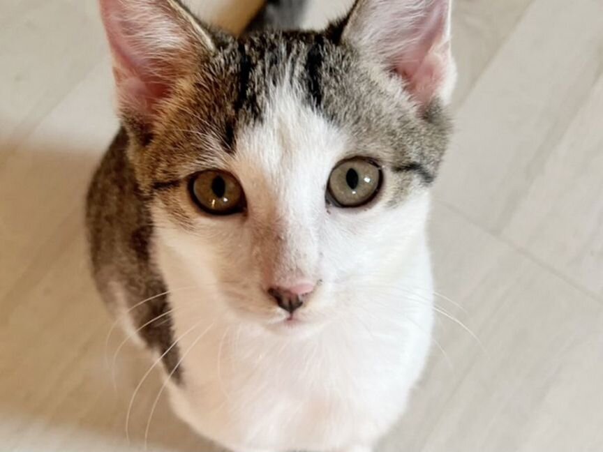 Котенок в добрые руки