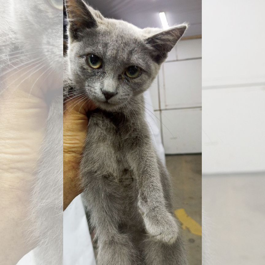 Котята в добрые руки мальчики очень ласковые