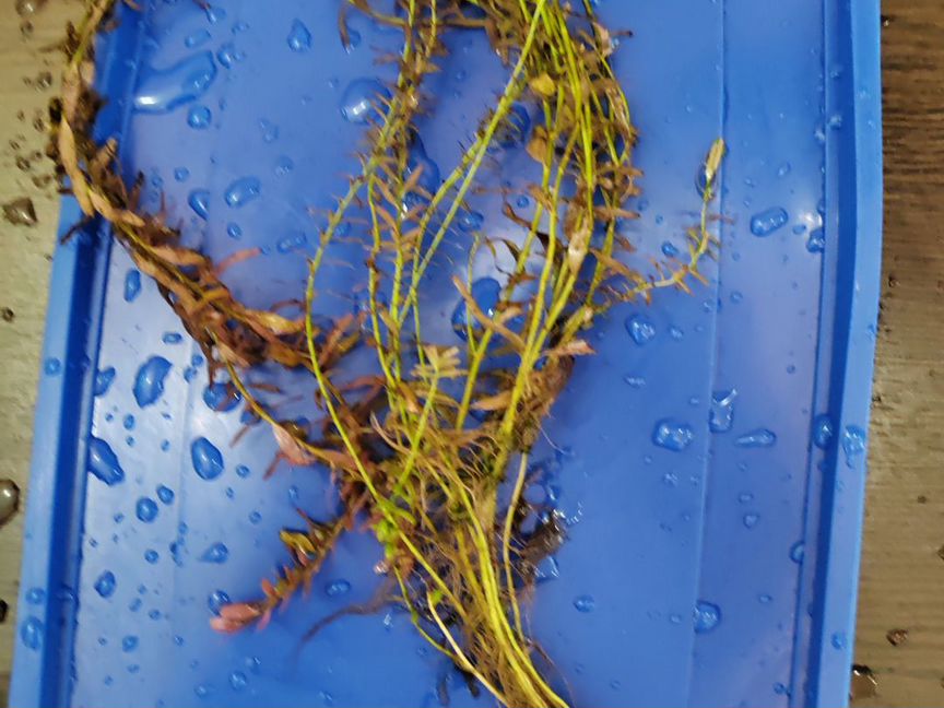 Аквариумная прополка