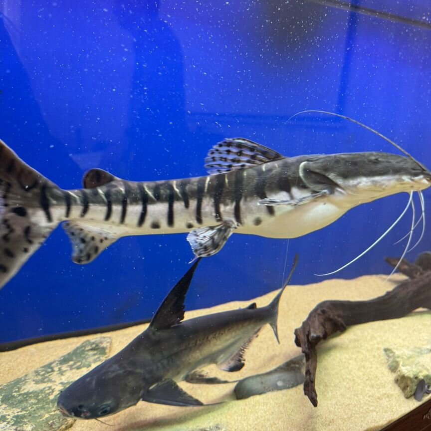 Живая рыба сом