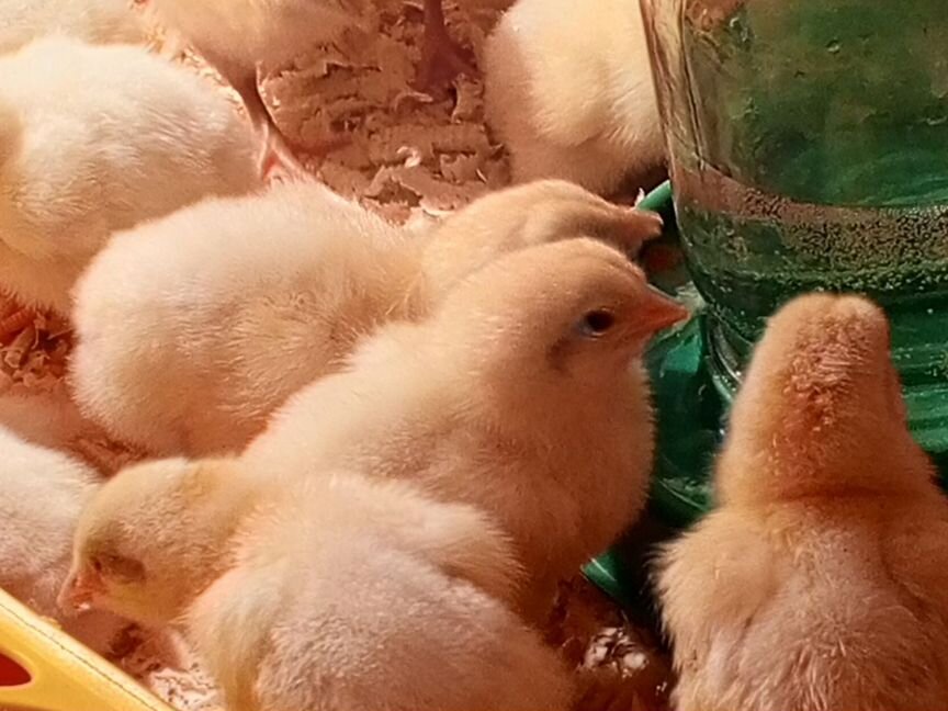 Суточный бройлер, гусята, индюшата