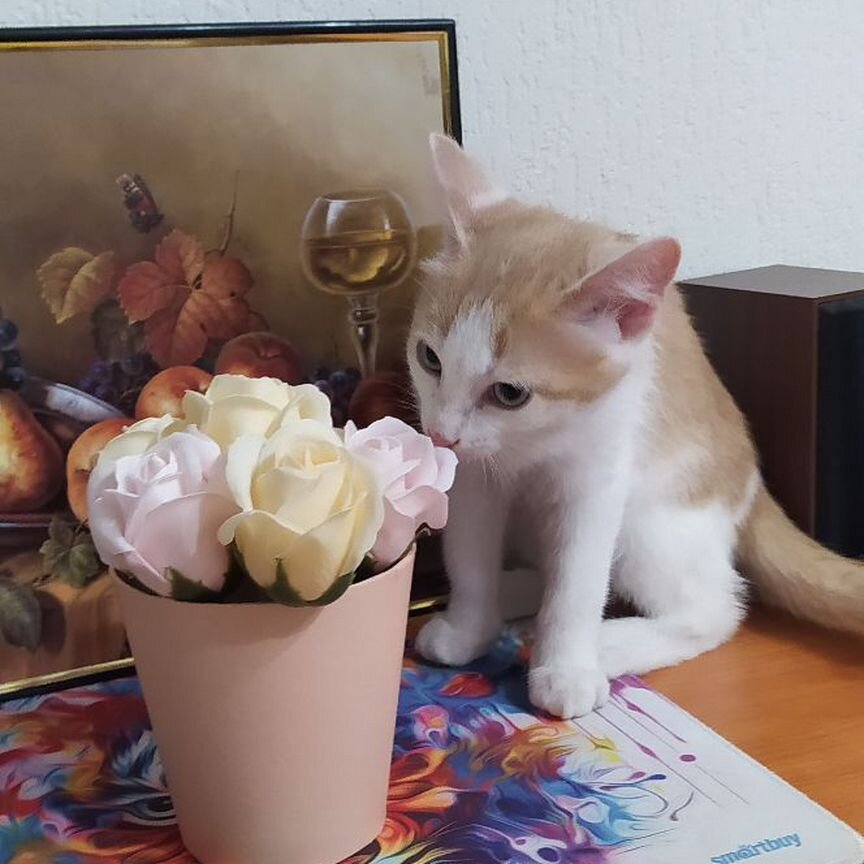 Рыжий котенок (мальчик) 4 мес в добрые руки