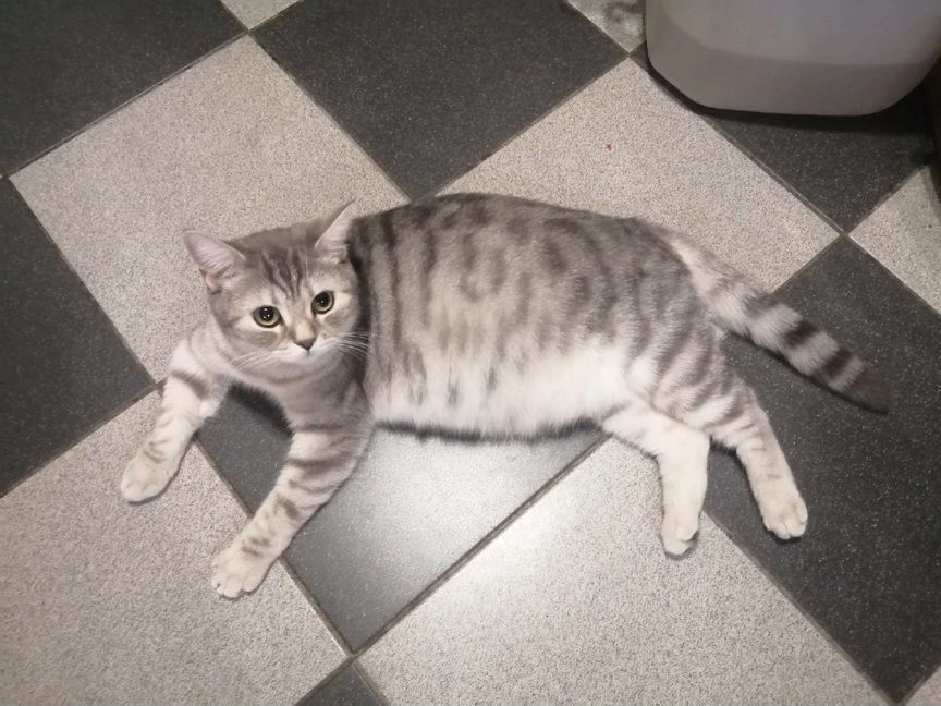 Шотландская кошка вязка
