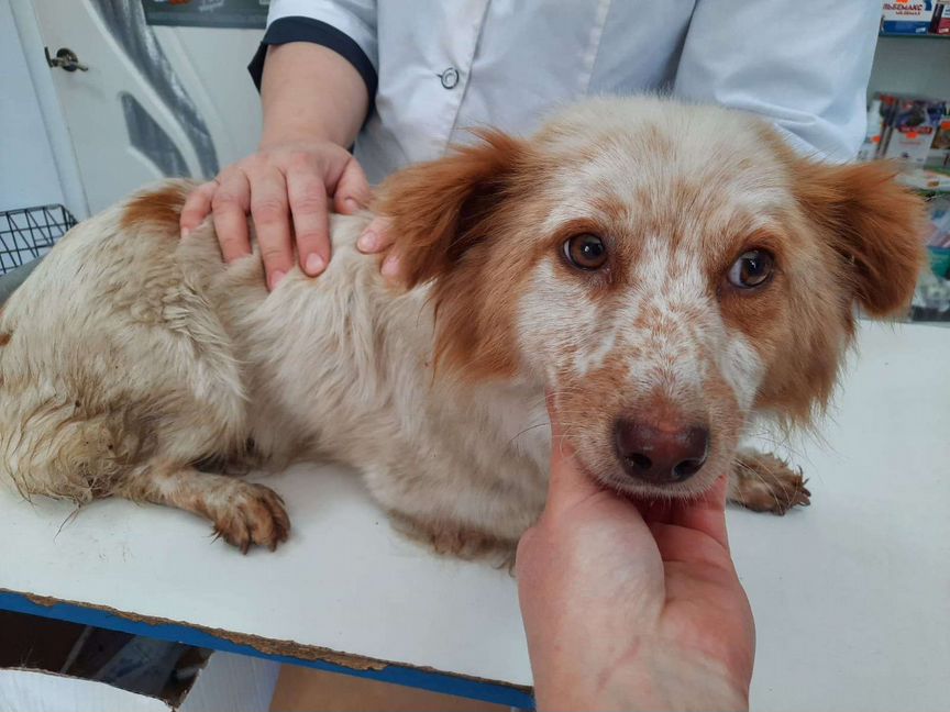 Мелкая собака в добрые руки