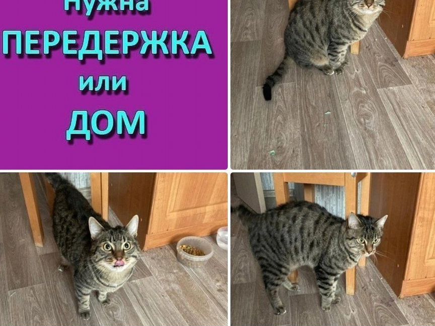 Кот