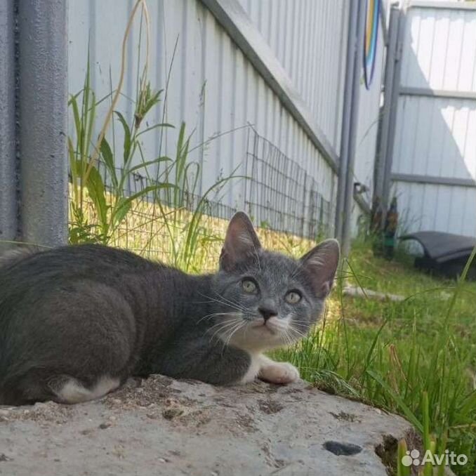 Очаровательный котенок девочка в дар
