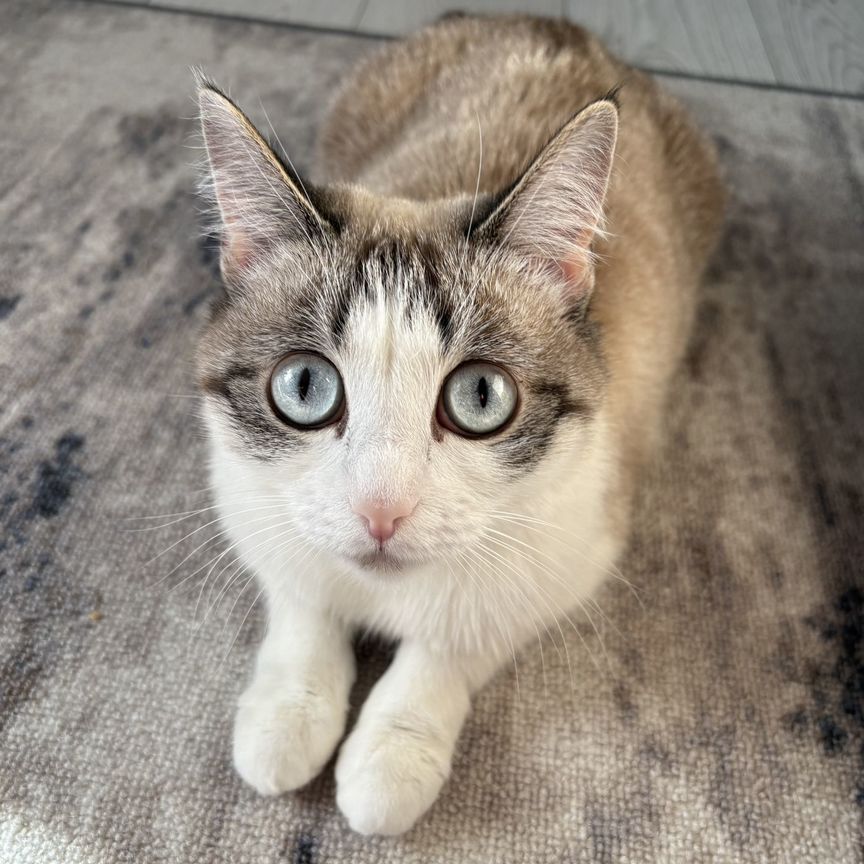 Взрослая, кошка в добрые руки