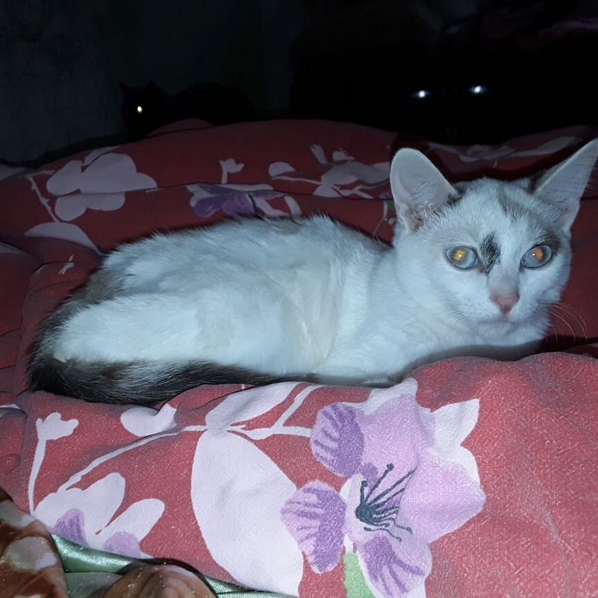 Котята в ответственные руки
