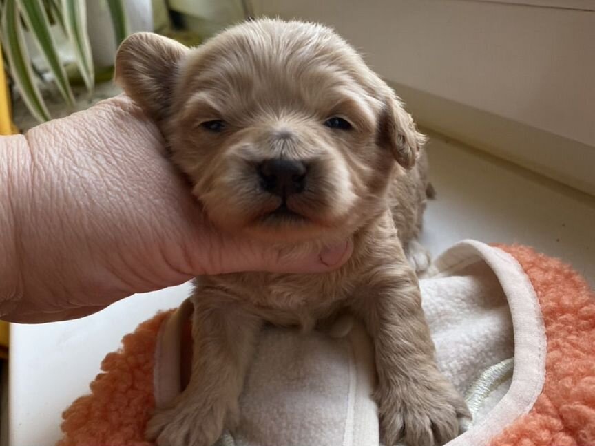 Щенки мальтипу f1 для резерва