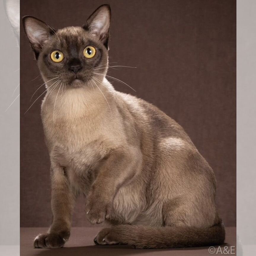 Европейский бурманский котёнок