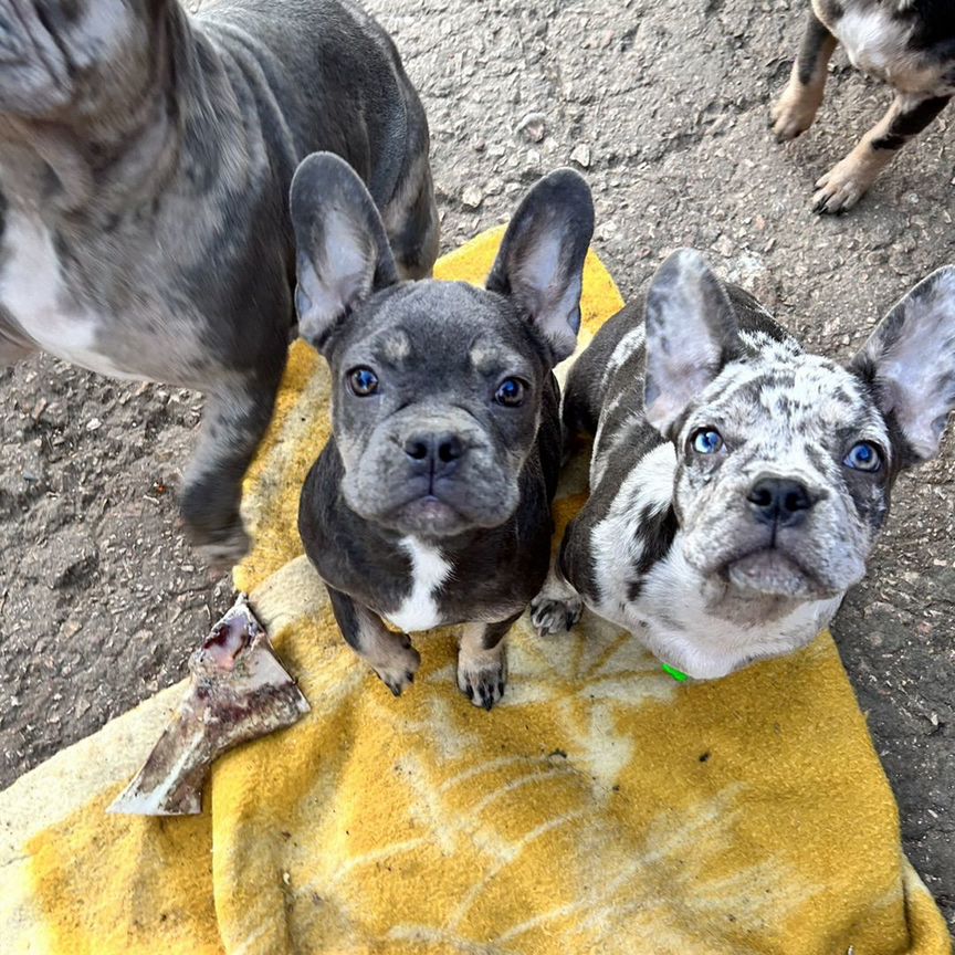 Французский бульдог девочки