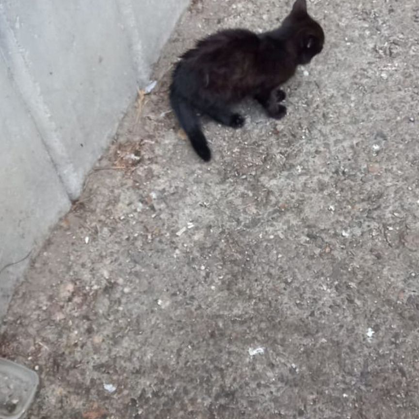 Котенок на улице