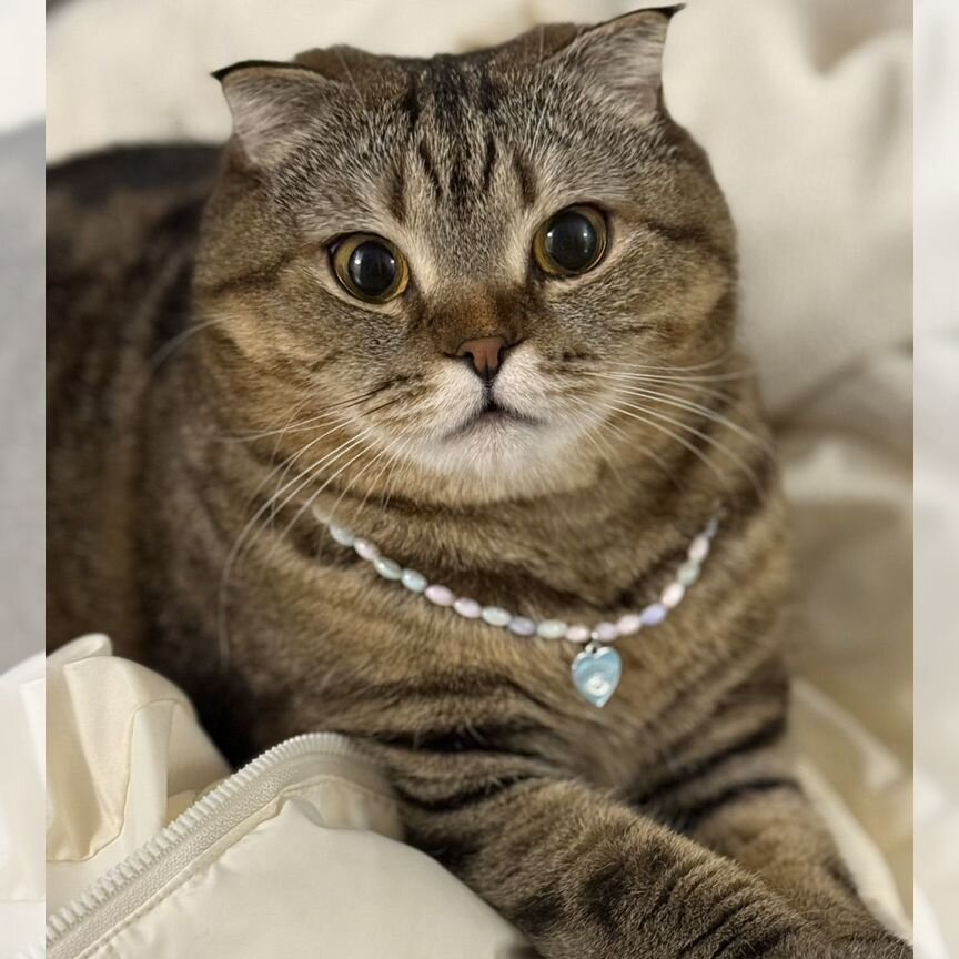 Британская короткошёрстная кошка, взрослая