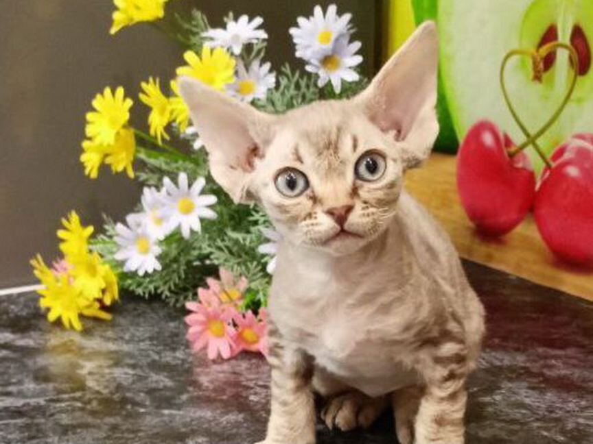 Котята девон-рекс