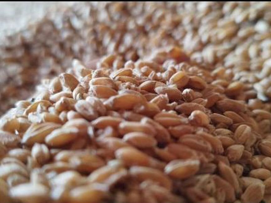 Зерно пшеница 4-5 класс