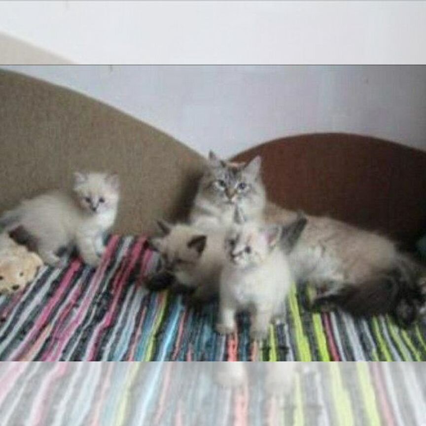 Невская маскарадная котята