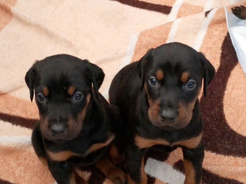 Щенки добермана
