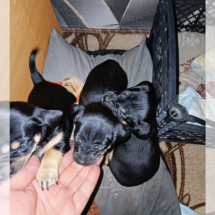 Русский той-терьер, щенок