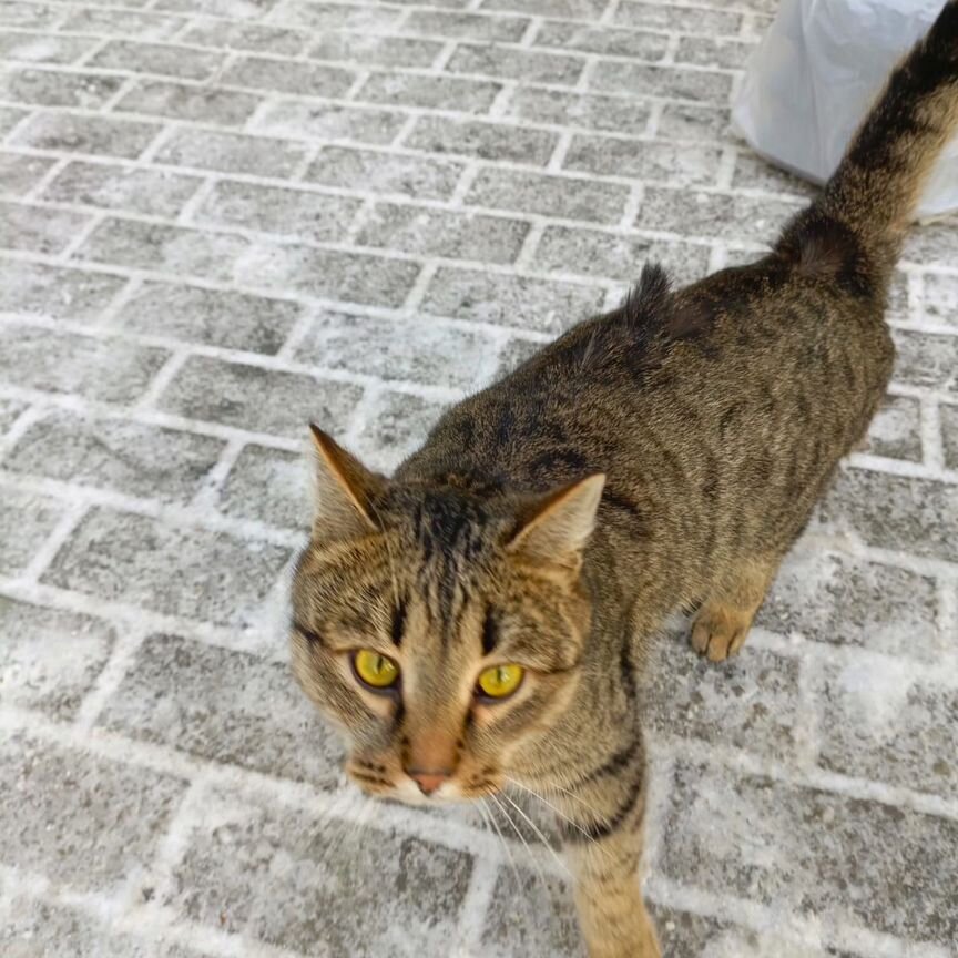 Найденные коты