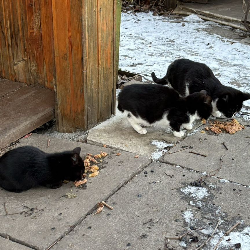 Кошки замерзают в садах