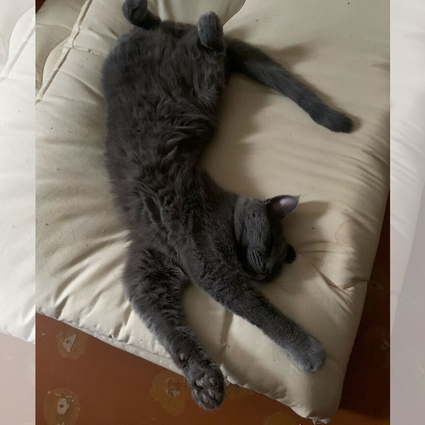 Взрослый кот в добрые руки