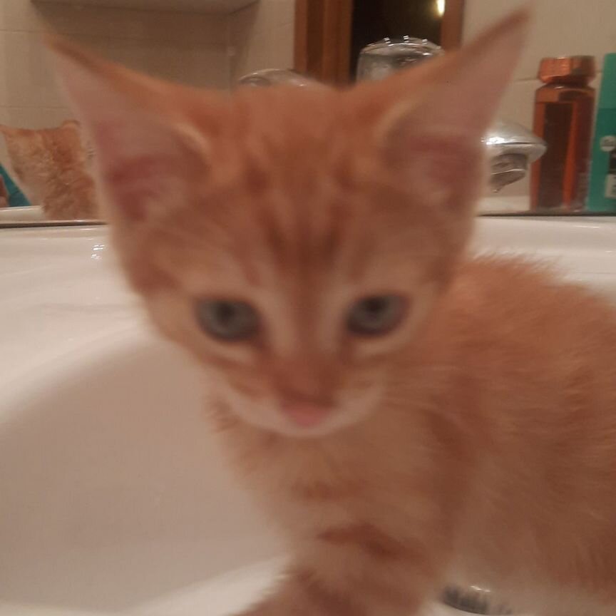 Котёнок в добрые руки
