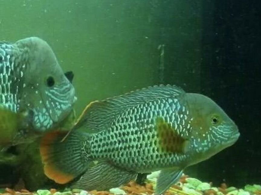 Самка акары