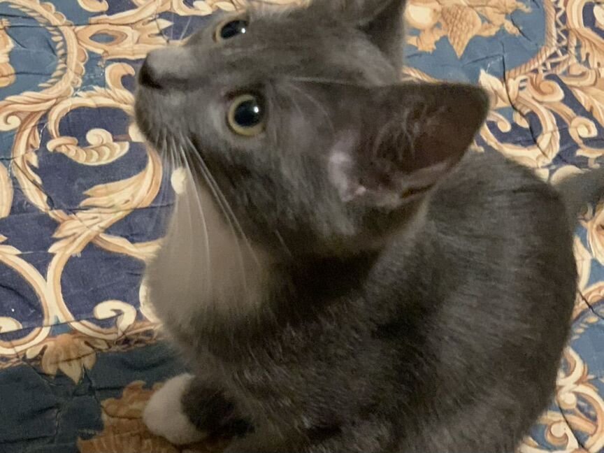 Котенок в добрые руки