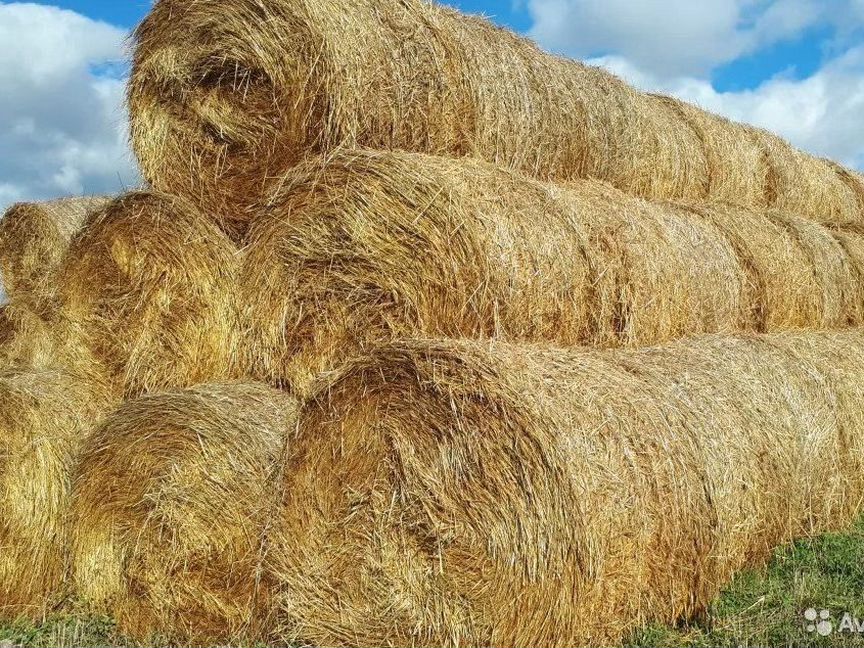 Солома пшеничная ржаная овсяная опт