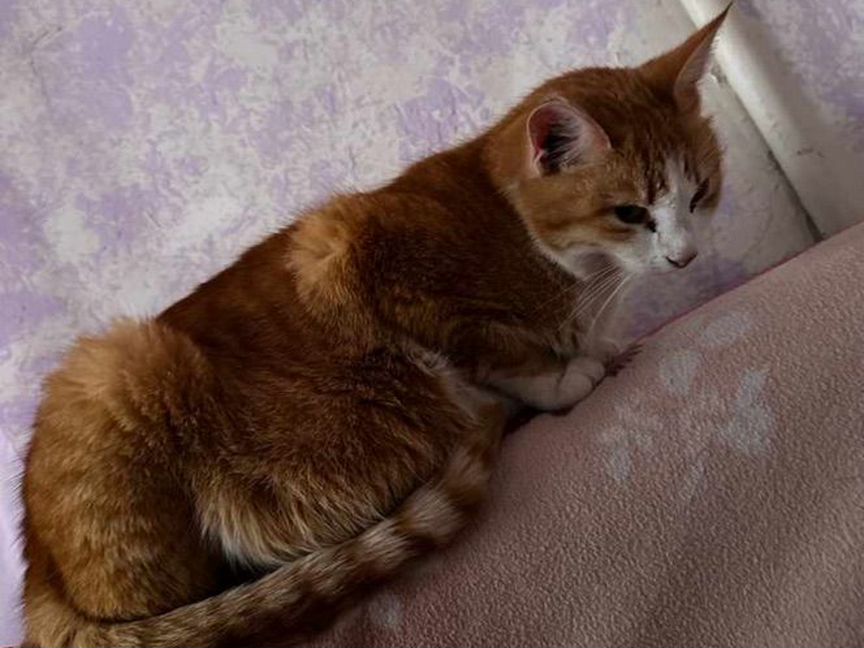 Кошки в добрые руки