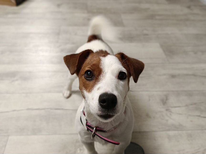 Джек Рассел терьер