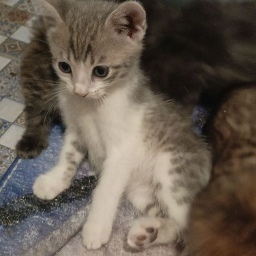 Котята ищут дом