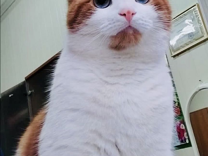 Пропадают Котики