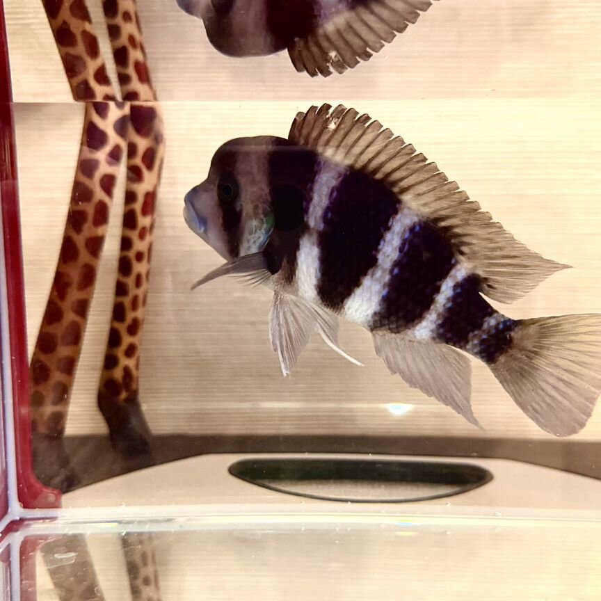 Рыбка аквариумная Фронтоза