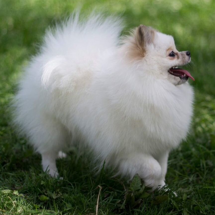 Померанский шпиц мини