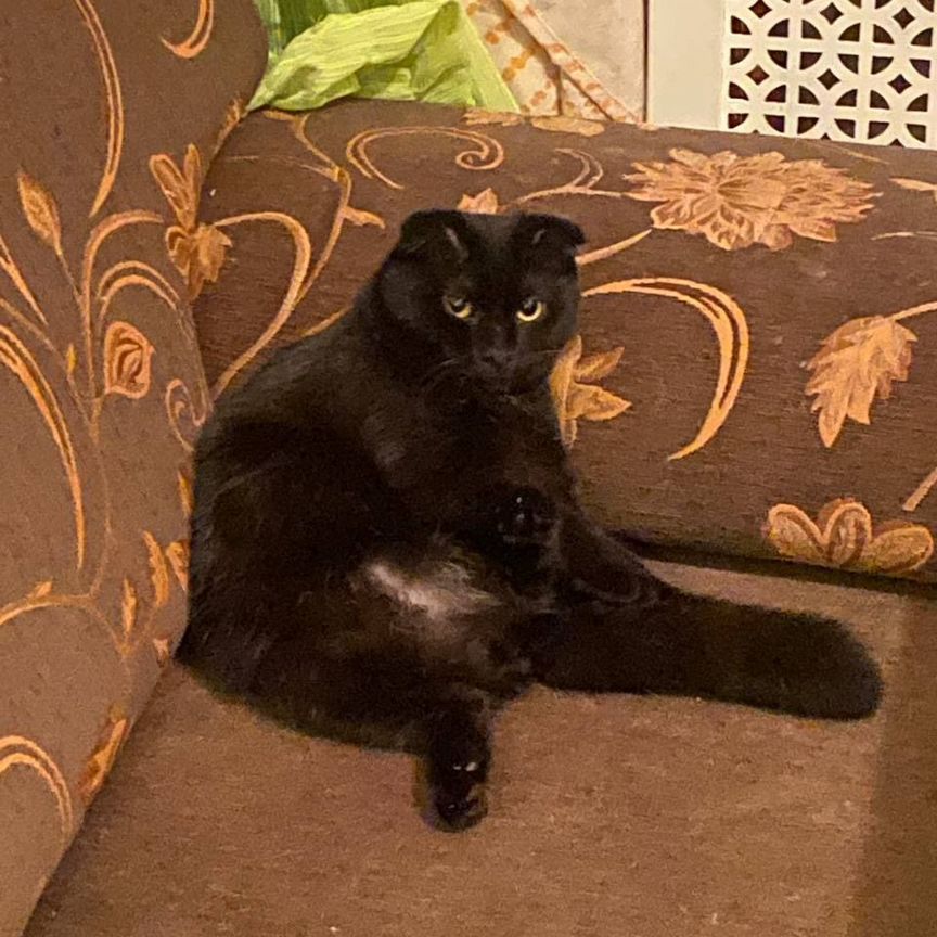 Шотландская вислоухая в добрые руки