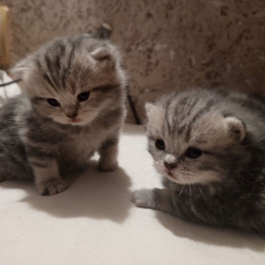 Шотландский вислоухий короткошёрстный котёнок