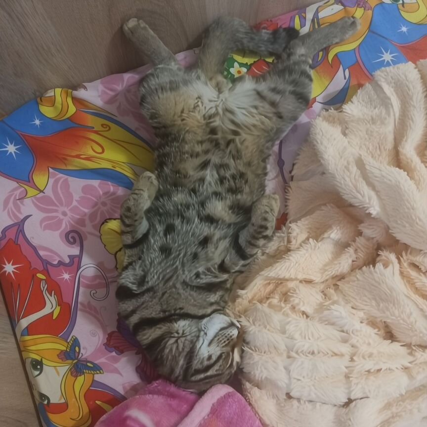 Шотландский вислоухий короткошёрстный котёнок