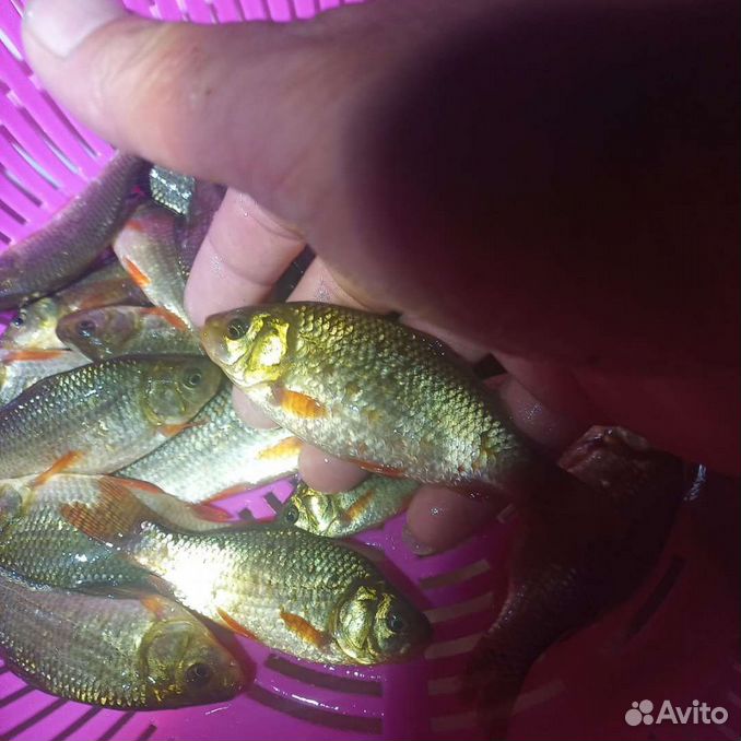 Настоящий золотой карась