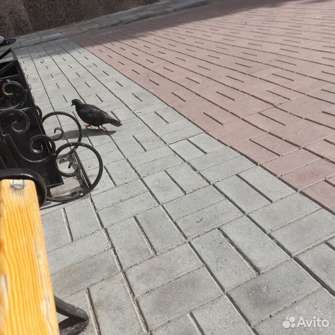 Голубь домашние