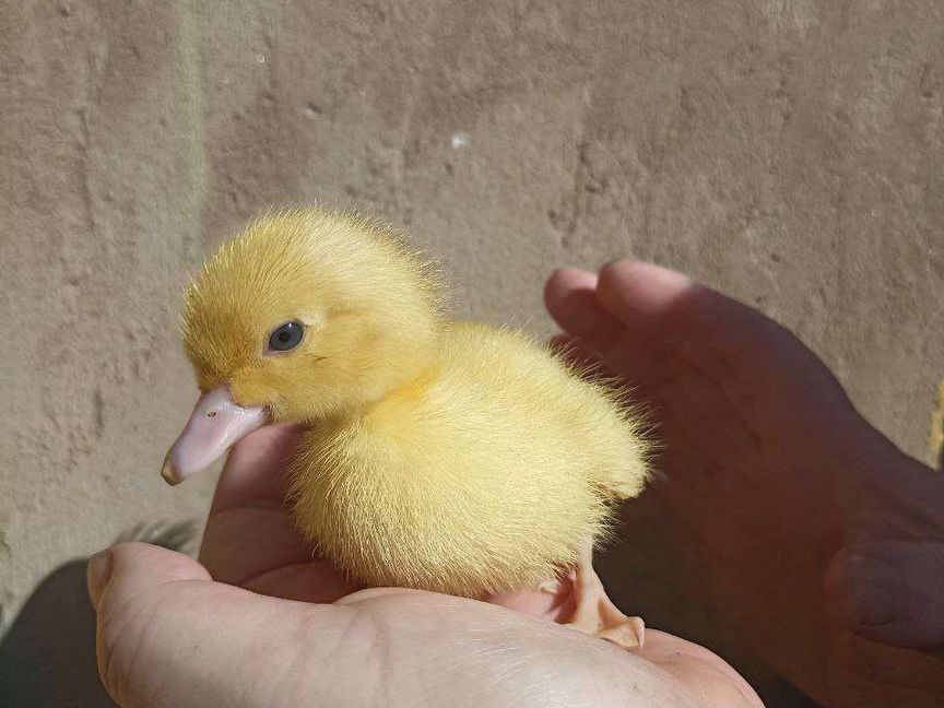 Утята мускусные, индоутки