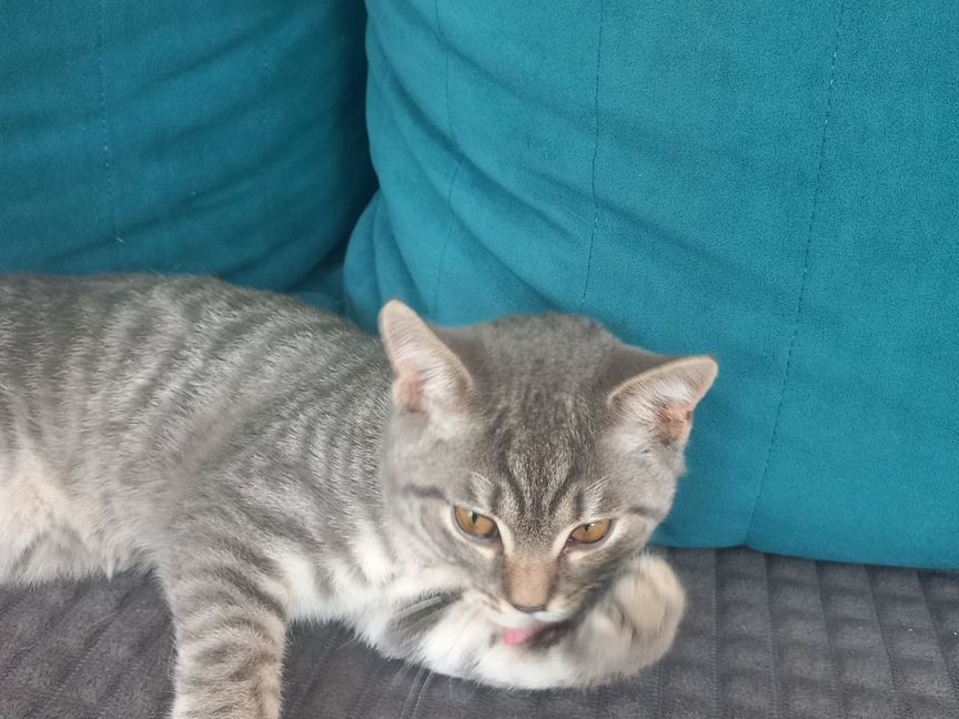 Шотландский котёнок