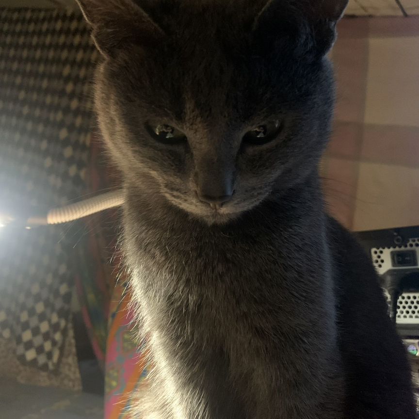 Британский короткошёрстный котёнок