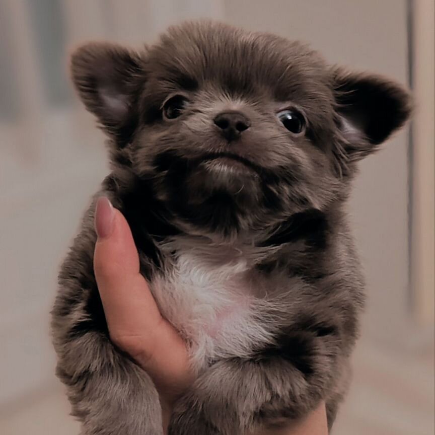 Шикарная лиловая девочка РКФ