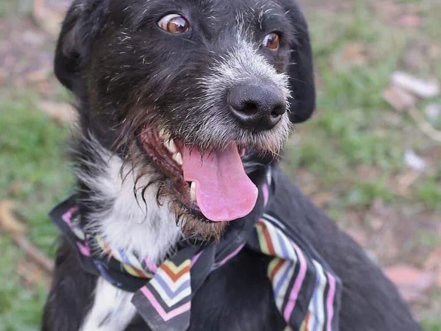 Ризеншнауцер мальчик метис 1 год