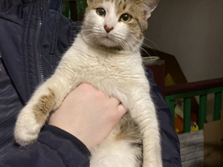 Ласковый котик подросток
