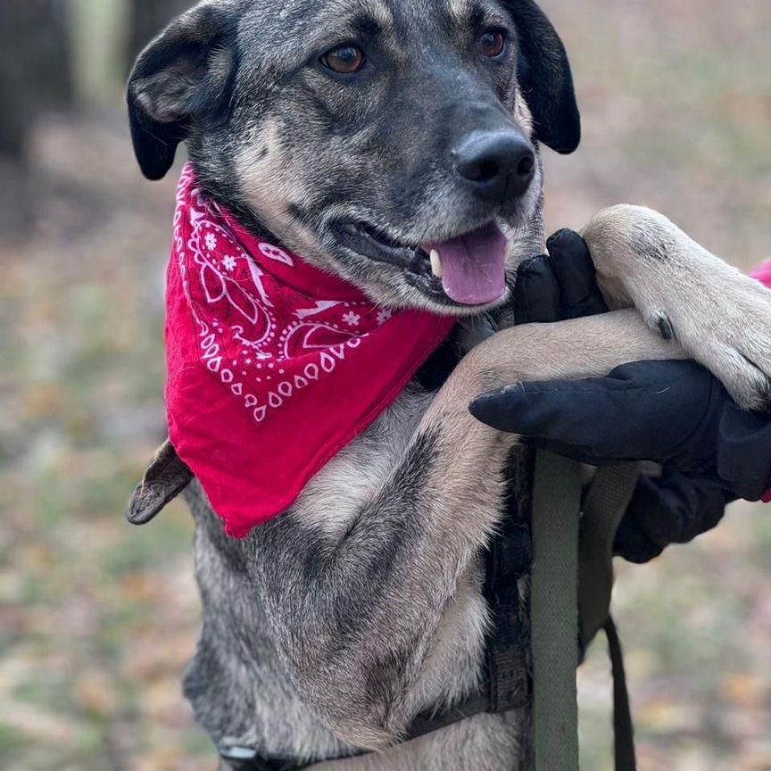 Ярик,в добрые руки самая обычная собака