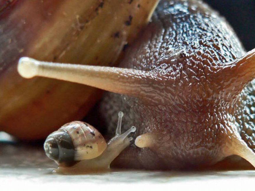 Улитки ахатины