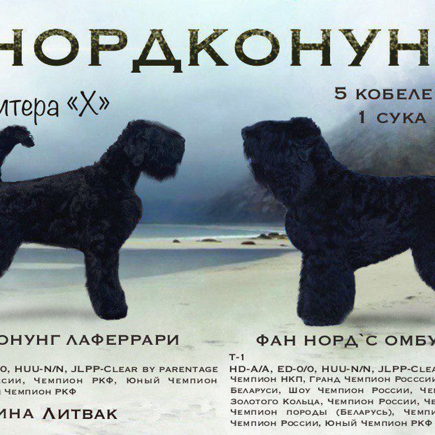 Щенки Русского черного терьера
