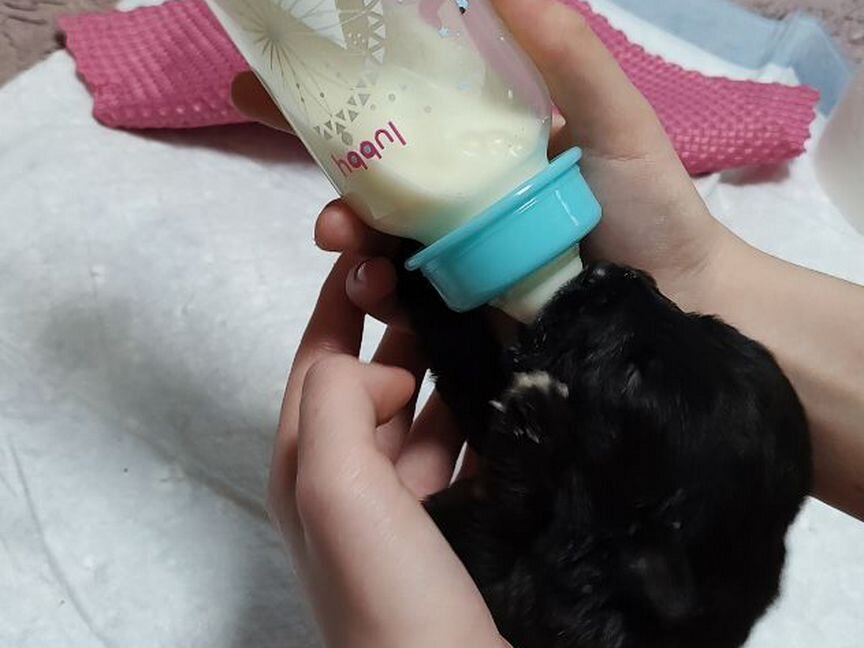 Отдам бесплатно щенков